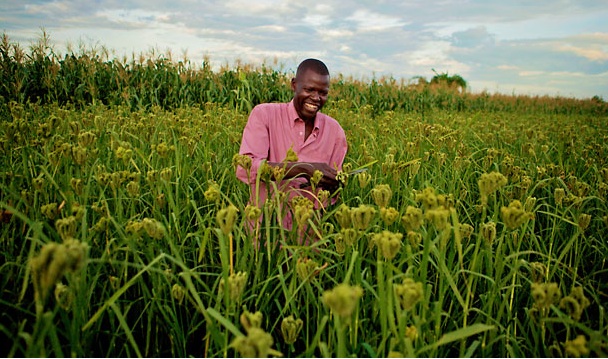 Smart Farming Tech Boosts Resilience for Semi-Arid Farmers in Makindu ...