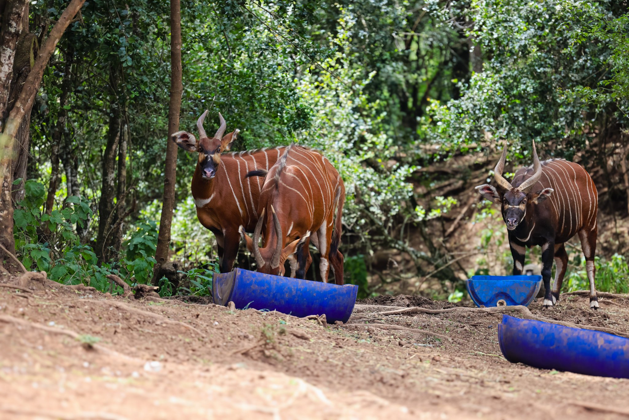 Kenya Launches Project to Save Endangered Mountain Bongo