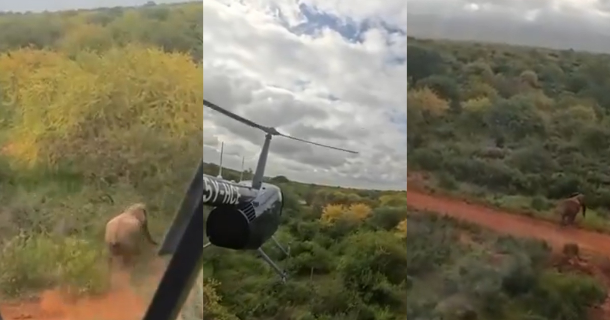 KWS Relocates Elephants Safely from Lukenya University Campus