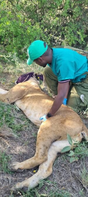 Community Alert Helps KWS Capture Rogue Lion in Kitengela
